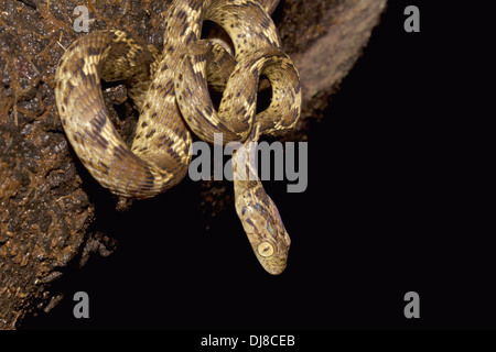COMMON CAT SNAKE Boiga trigonata Mildly Venomous, Common. Indian Gamma ...