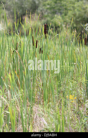 Cattails , Bulrush Stock Photo - Alamy