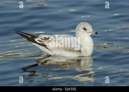 Common Gull (Larus canus), swimming in the pond. Full reflection from ...