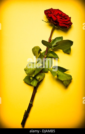 Background with yellow rose Stock Photo - Alamy