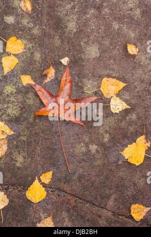 moist autumn leaves on a footpath Stock Photo - Alamy