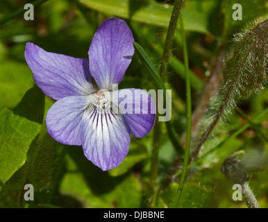 Viola Riviniana Italy Stock Photo - Alamy