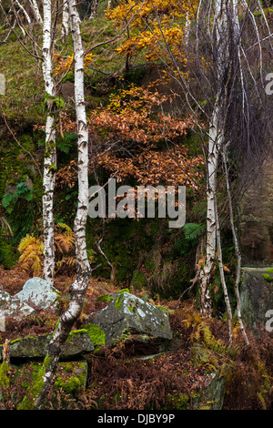 Silver Birch and Copper Beech in Stock Photo - Alamy