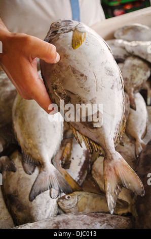 A Deira's Fish Market worker proudly displays one the colorful fish for ...