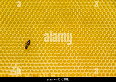 Insects bee working on honeycomb closeup view Stock Photo - Alamy
