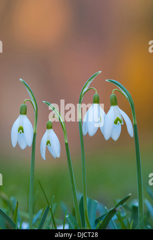 White snowdrop flowers. Galanthus blossoms illuminated by the sun in ...