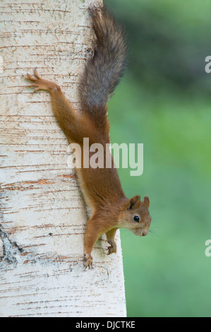 Eurasian red squirrels in Finland Stock Photo - Alamy