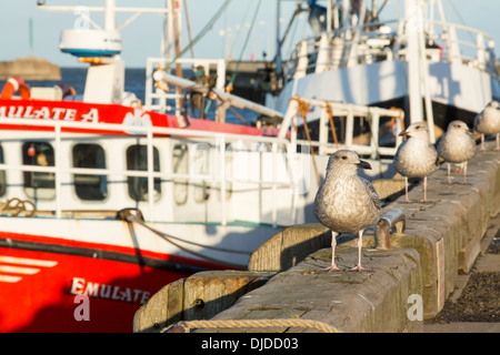Red fishing boat in Amble harbour, UK Stock Photo - Alamy
