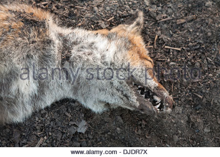 Dead red fox (Vulpes vulpes) kit lying next to house, killed by Stock ...