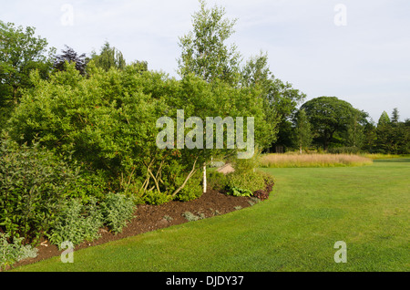 Garden border with silver birch tree Stock Photo - Alamy