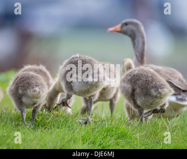 Portrait of Greylag Goose and Goslings, Iceland Stock Photo - Alamy