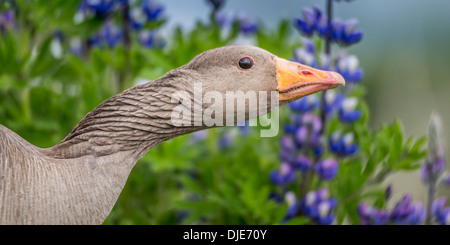 Portrait of Greylag Goose, Iceland Stock Photo - Alamy