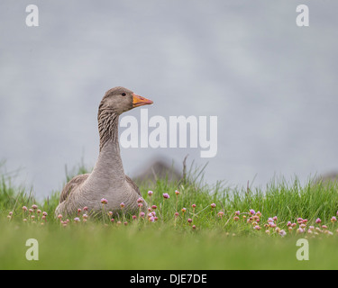 Portrait of Greylag Goose and Goslings, Iceland Stock Photo - Alamy