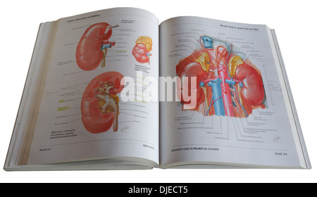 An anatomical diagram medical textbook Stock Photo - Alamy