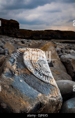 A weathered Amonite fossil on Kilve beach, Somerset, UK Stock Photo - Alamy