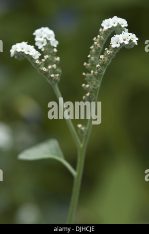 European Heliotrope (Heliotropium europaeum) close-up of flowers ...