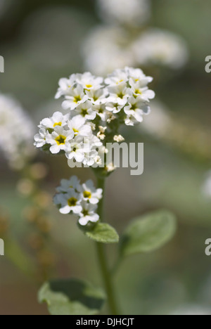 European heliotrope (Heliotropium europaeum Stock Photo - Alamy