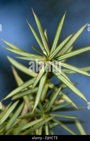 Juniperus communis, common juniper small tree or shrub in cypress ...