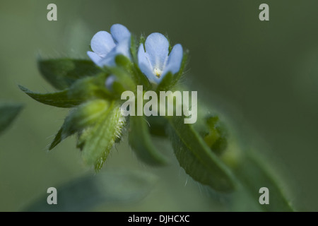 Blooming plant of European stickseed, Lappula squarrosa Stock Photo - Alamy