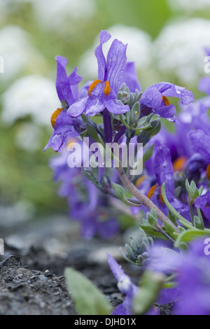 Alpine Toadflax, Linaria alpina, blue form, in flower in the high alps ...