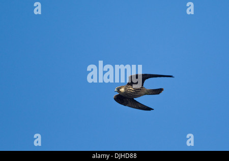 Eleonora's Falcon (Falco eleonorae) juvenile 1 cy in flight Stock Photo ...