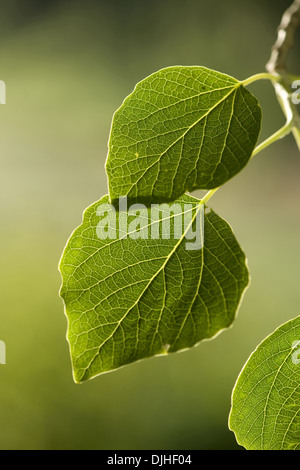 silver poplar, populus alba Stock Photo - Alamy