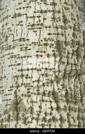 Bark of Silverleaf Poplar (Populus alba Stock Photo - Alamy