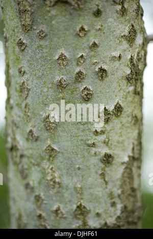 White poplar (populus alba) trunk with white bark Stock Photo - Alamy