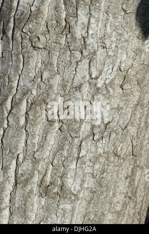 Black Poplar (Populus nigra). Trunk showing deeply fissured and ridged ...