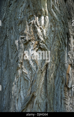 Black Poplar (Populus nigra). Trunk showing deeply fissured and ridged ...