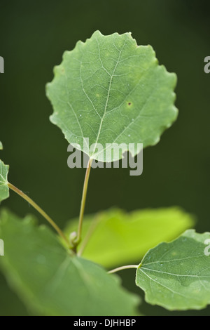 Populus tremula leaf Stock Photo - Alamy