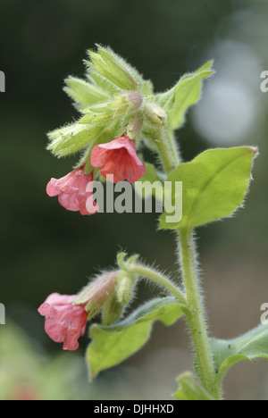 Close-up of Red Lungwort , Pulmonaria Rubra 'Redstart' variety Stock ...