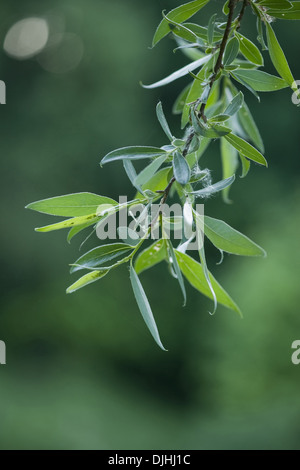 Botany - Trees - Salicaceae. White willow (Salix alba Stock Photo - Alamy