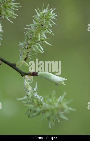 Willow (salix), close up of the female flowering spikes or catkins of ...
