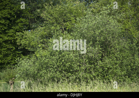 Grey Willow, (Salix cinerea) in bloom. common Sallow Stock Photo - Alamy