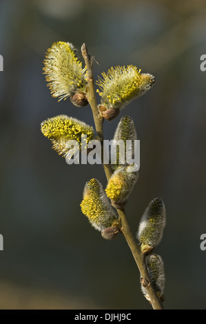 Grey Willow Salix Cinerea Close Closeup Close up Macro Deciduous Europe ...