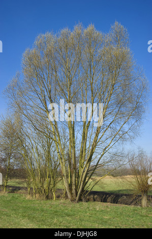 Crack willow or brittle willow (Salix fragilis) trees with refelction ...