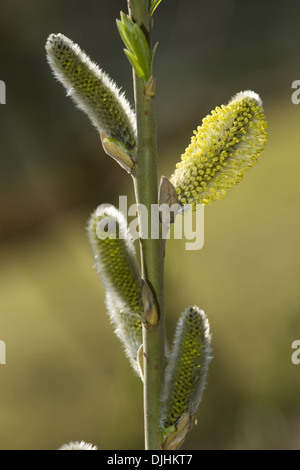 common osier, salix viminalis Stock Photo - Alamy