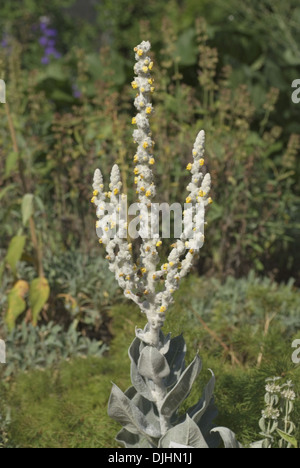 silver mullein (Verbascum bombyciferum), blooming Stock Photo - Alamy