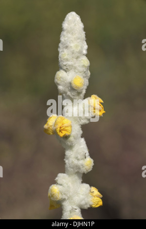silver mullein (Verbascum bombyciferum), blooming Stock Photo - Alamy