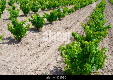 View of a vineyard Fuendejalon, Zaragoza, Aragon, Spain Stock Photo - Alamy