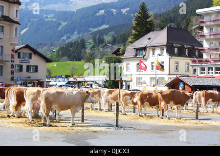 Cows show in Grindelwald, Switzerland Stock Photo - Alamy