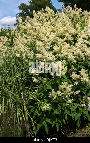 Alpine Knotweed or Giant Fleece Flower, Persicaria alpina, Polygonaceae ...