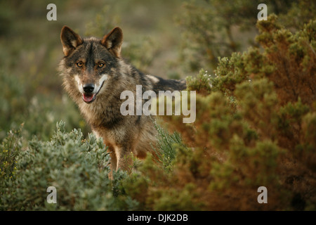 Iberian wolf in Antequera, Andalusia, Spain Stock Photo - Alamy