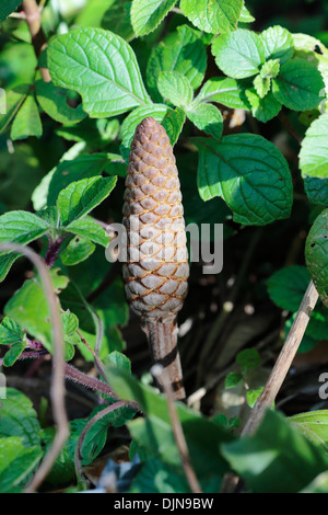 Stangeria (Stangeria eriopus), cone Stock Photo - Alamy