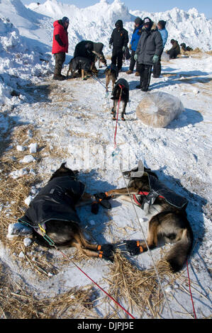 Mar 15, 2010 - Shaktoolik, Alaska, USA - Veteran Iditarod musher Dee ...