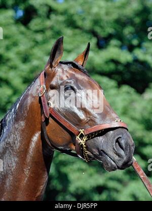 May 31, 2010 - Elmont, New York, USA - ALEXIS BARBA, trainer of Belmont ...