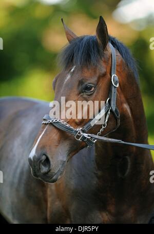 May 31, 2010 - Elmont, New York, USA - ALEXIS BARBA, trainer of Belmont ...