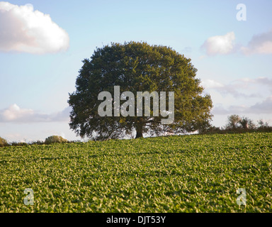 Small round oak tree standing alone in field at Sutton, Suffolk ...