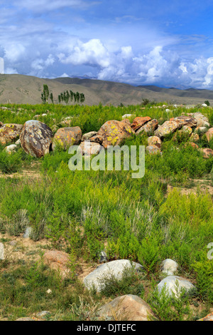 Kyrgyzstan, Issyk Kul, Cholpon Ata. Stand of Poplar trees near Issyk ...
